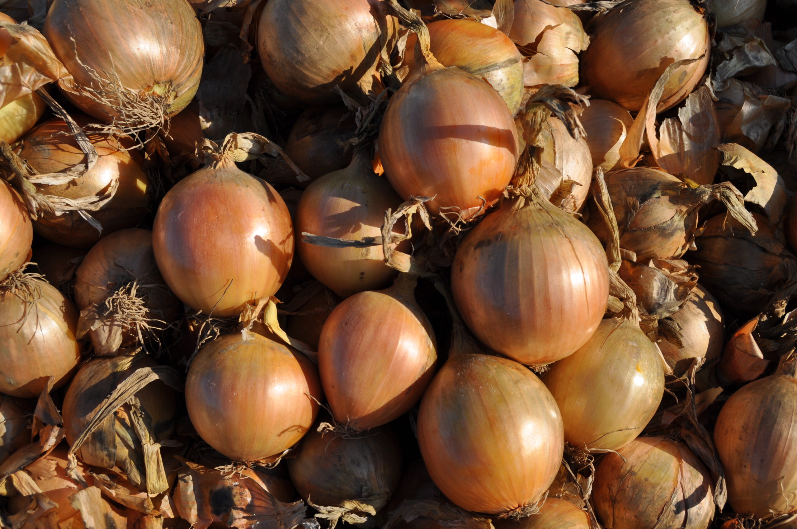 Layers of Success: The Centro Onion Journey - Africa